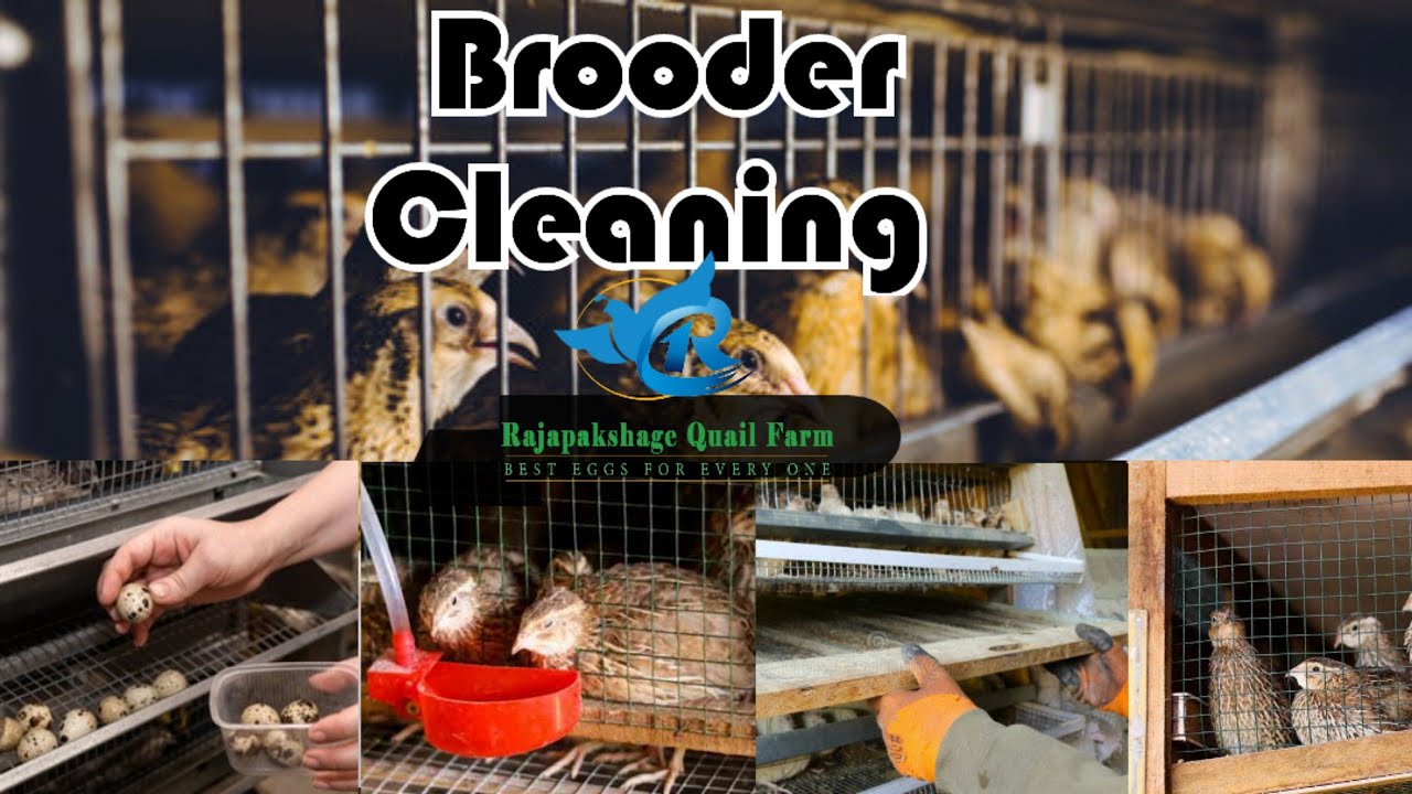 Quail Chicks Brooder Cleaning process @ Rajapakshage Quail Farm - YouTube