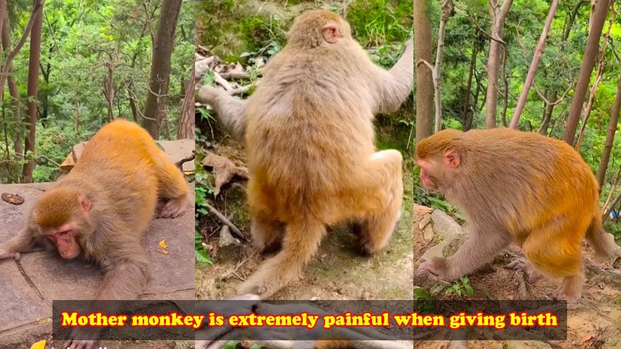 Mother monkey giving birth is so hard, mother monkey is extremely ...