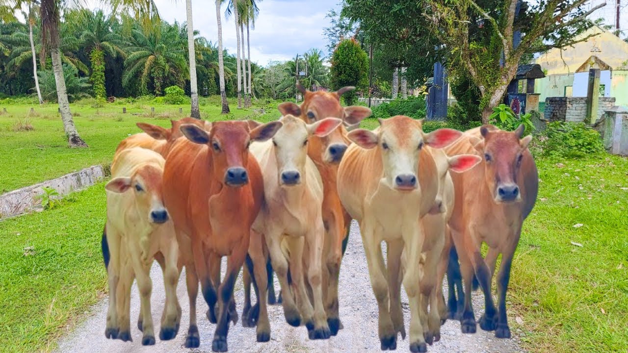 Video Gembala Sapi Lembu digiring Menuju Ke Kandang Peternakan Hewan ...