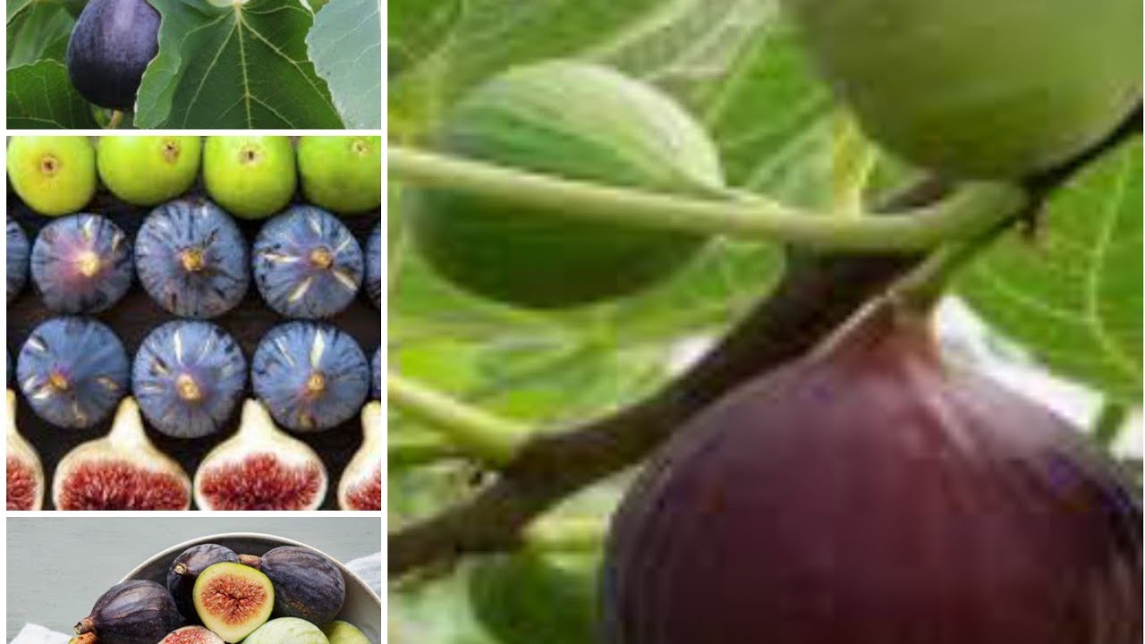 How to grow fig sprouts from cuttings & 70 days results - YouTube