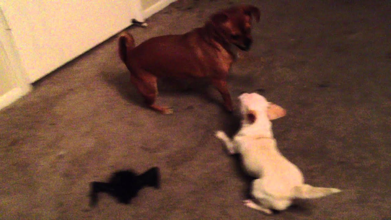 Dogs - Sausage and Weenie Play Fighting (Chihuahua and Pug Mix) - YouTube