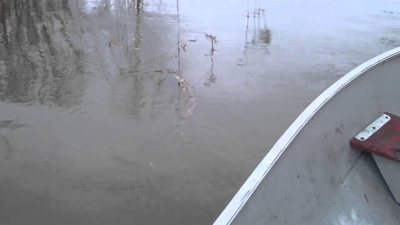 close up beaver shot - YouTube