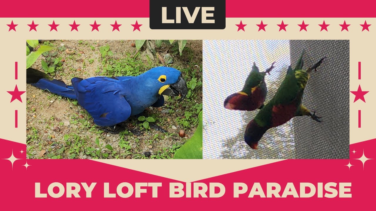 Talkative bird in Lory Loft in Bird Paradise Singapore 😱🤩 #birdparadise ...