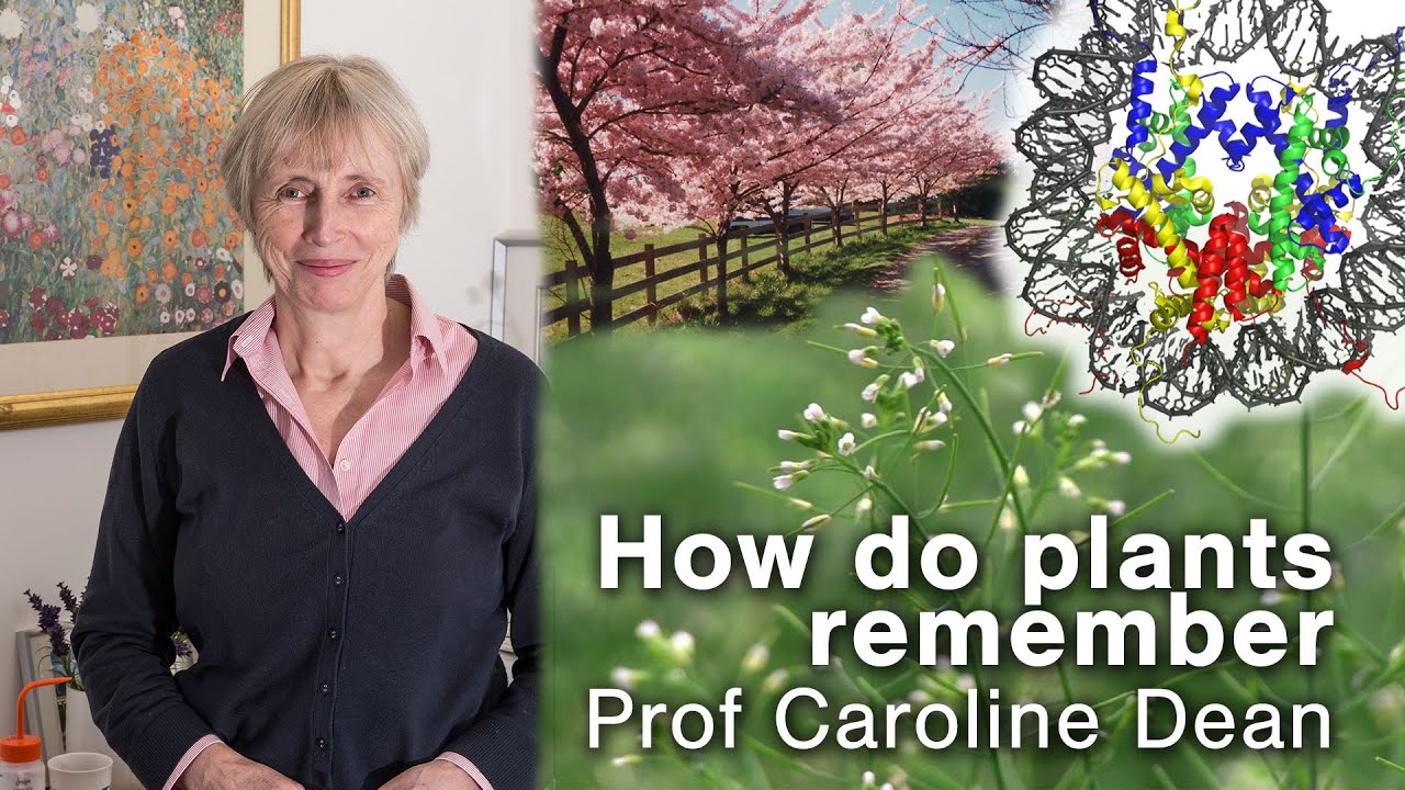 How do plants remember - Professor Caroline Dean - YouTube