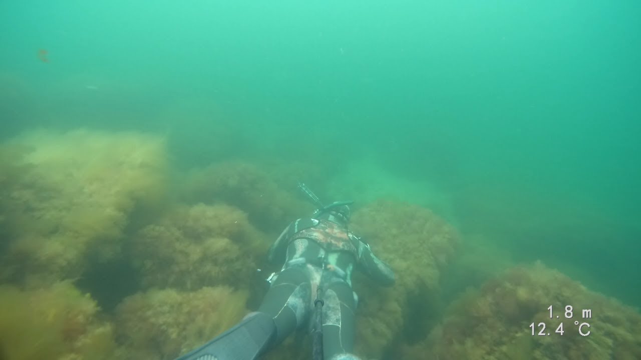 New reef in the Øresund - YouTube