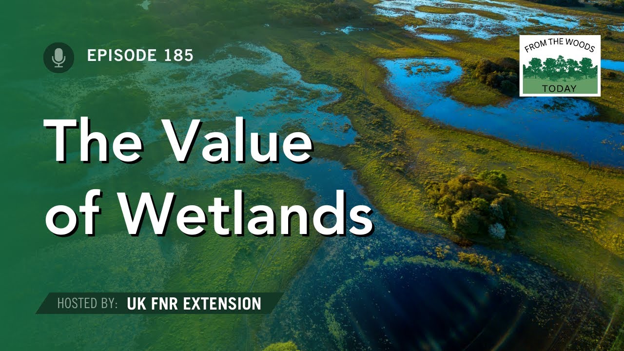 Appreciating the Value of Wetlands - From the Woods Today - Episode 185 ...