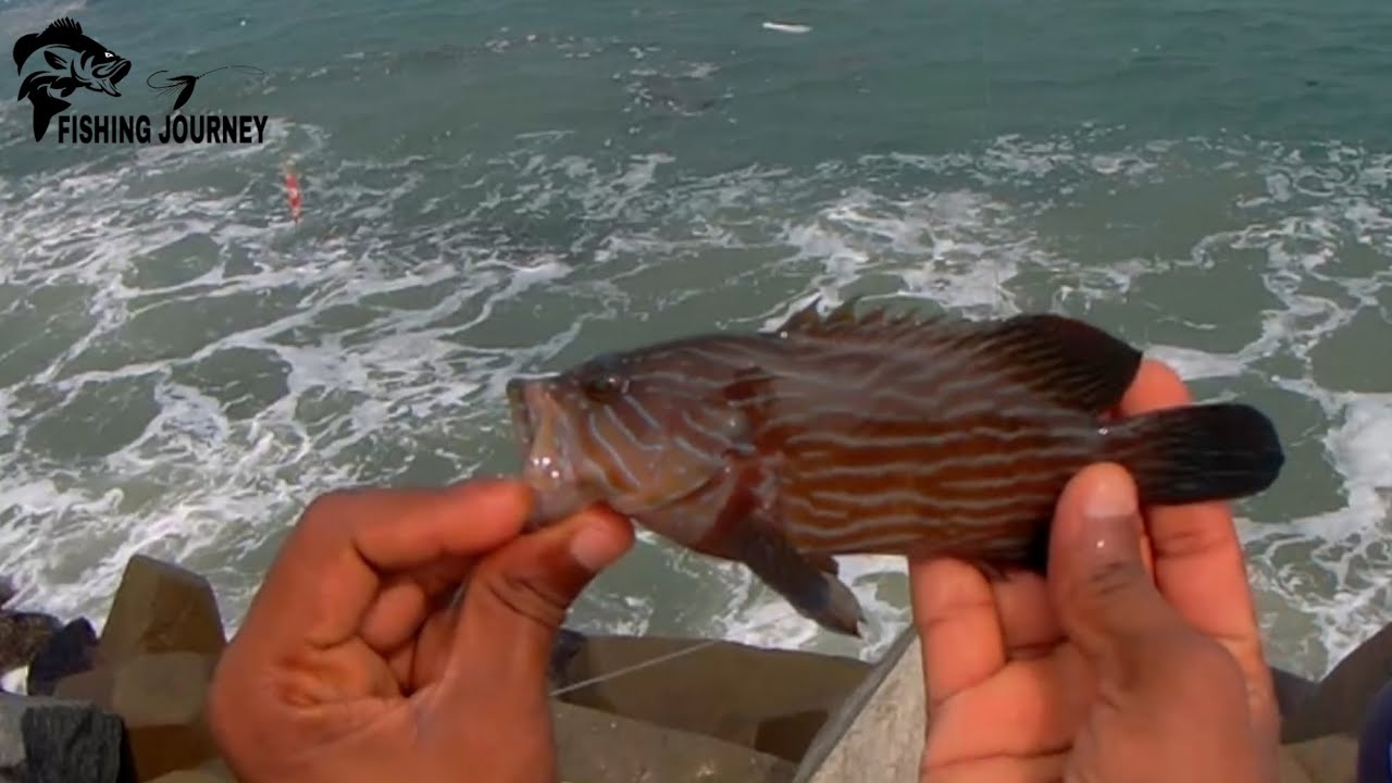 GROUPER FISH JETTY FISHING | கலவான் மீன் |@FISHINGJOURNEY - YouTube
