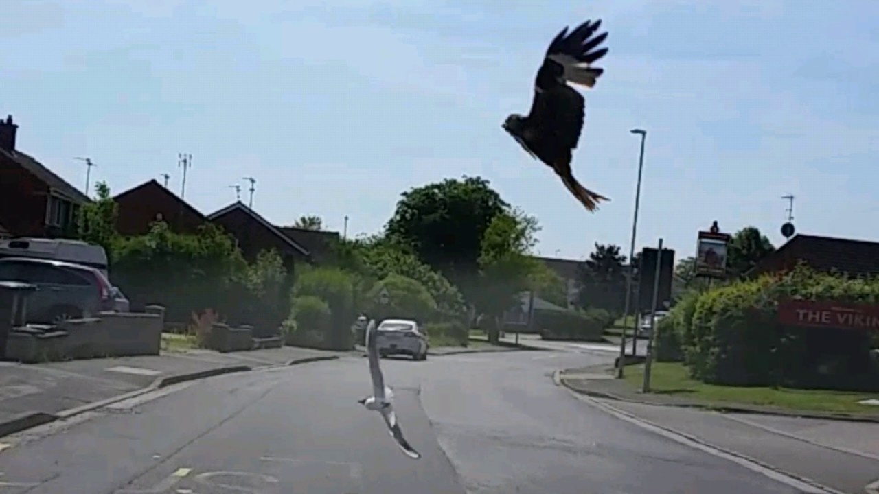 Red kite chasing a seagull, caught on dash cam. - YouTube