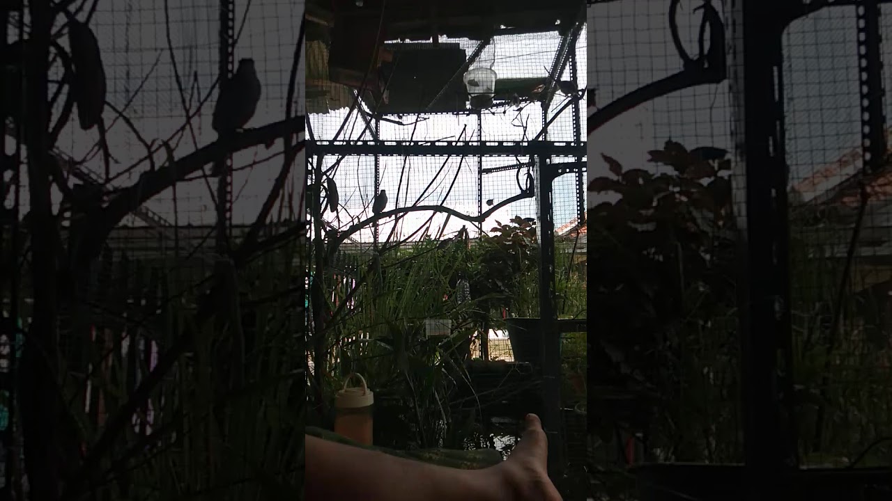 Mini aviary d depan teras rumah, - YouTube