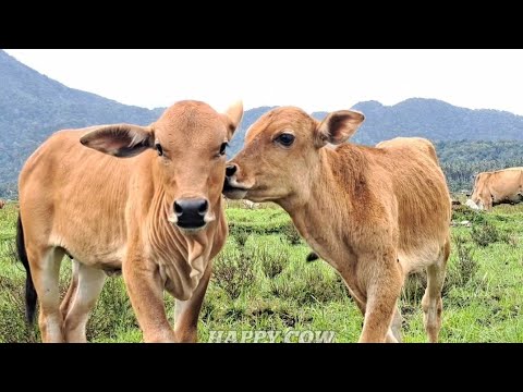 COWS VIDEOS CUTE AND FUNNY LITTLE COWS VIDEO PLAYING IN FIELD ...