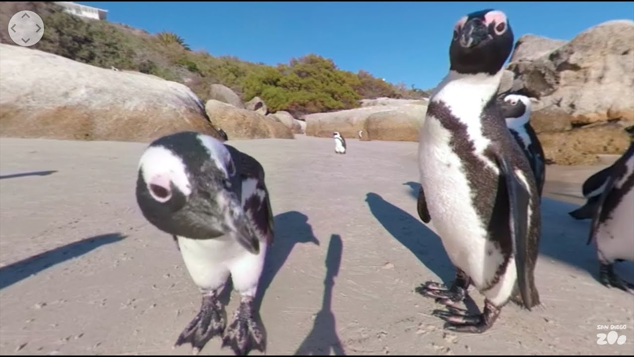360 VR Penguins in South Africa - YouTube