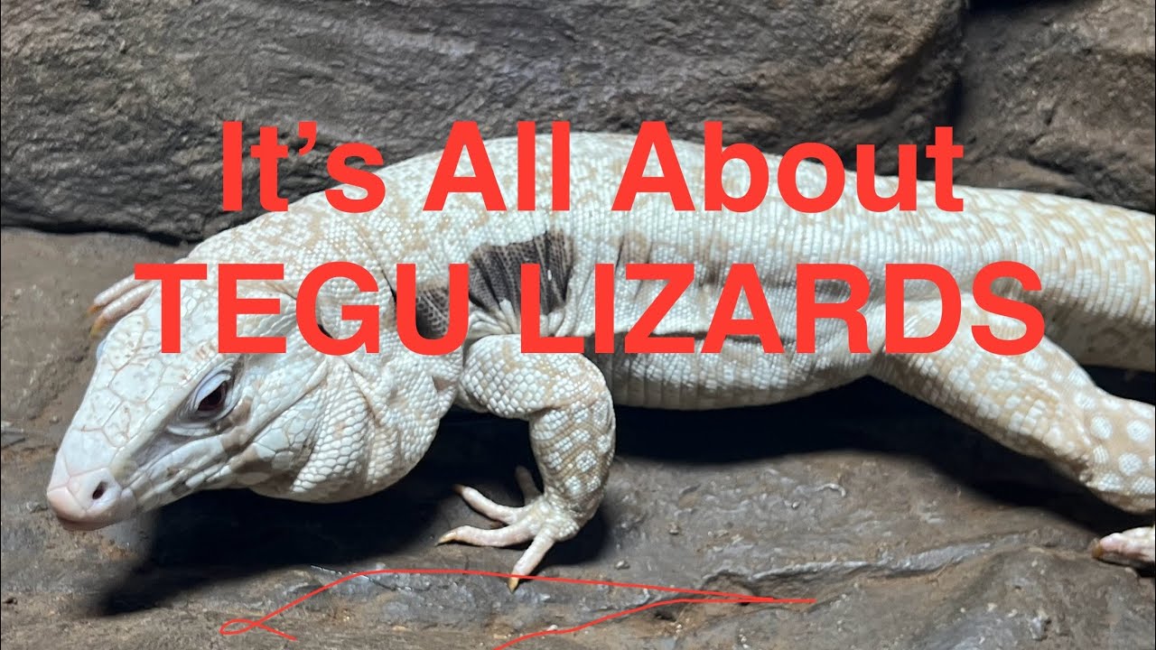 Tegu Time! All The Tegu Information we can Muster! - YouTube