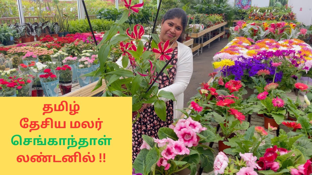 செந்துரா ஆ…ஆ ..செங்காந்தள் பூ..STATE FLOWER OF TAMIL NATION ...