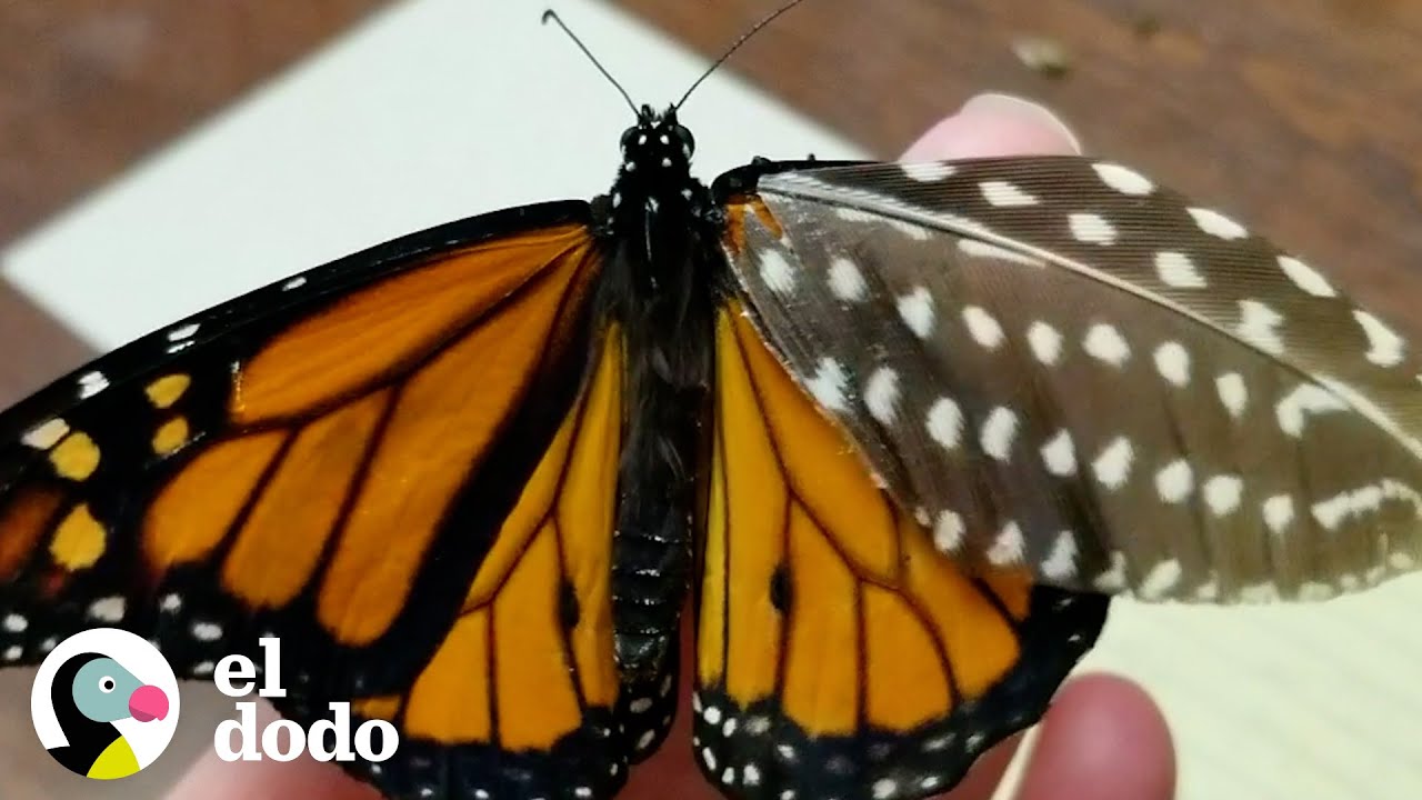 Mujer repara el ala rota de una mariposa con una pluma | El Dodo - YouTube