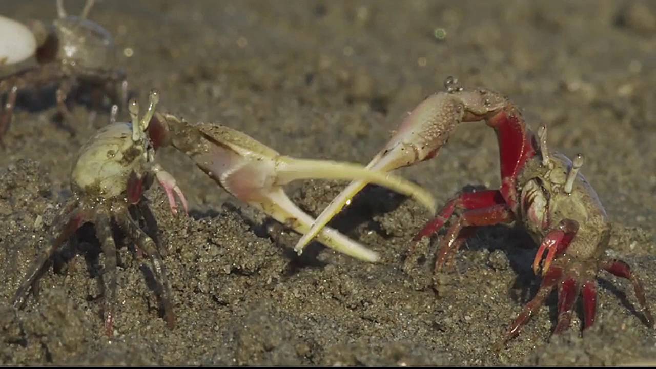 FIDDLER CRABS FIGHTING 10sec - YouTube