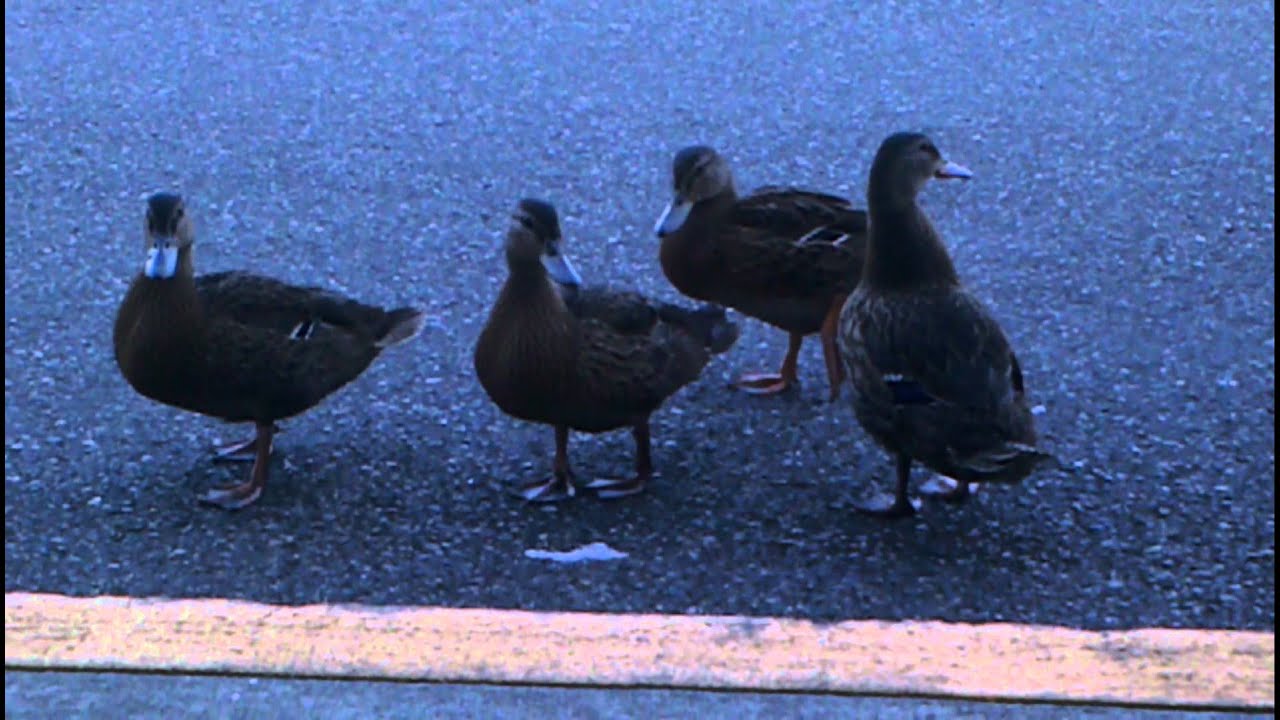 Ducks at Work :) - YouTube