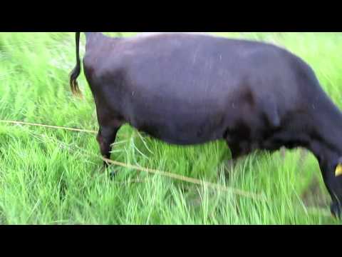 Cow eating grass and pooping :]