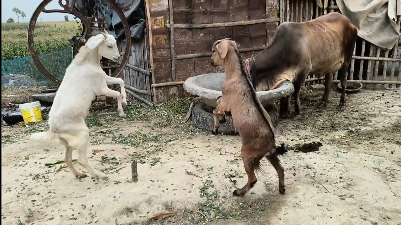 Indian goat fighting ll fighter goat - YouTube