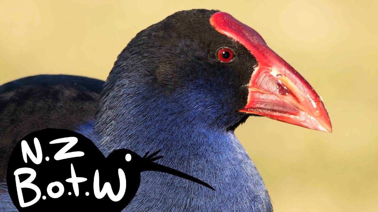 Pukeko - New Zealand Bird of the Week - YouTube