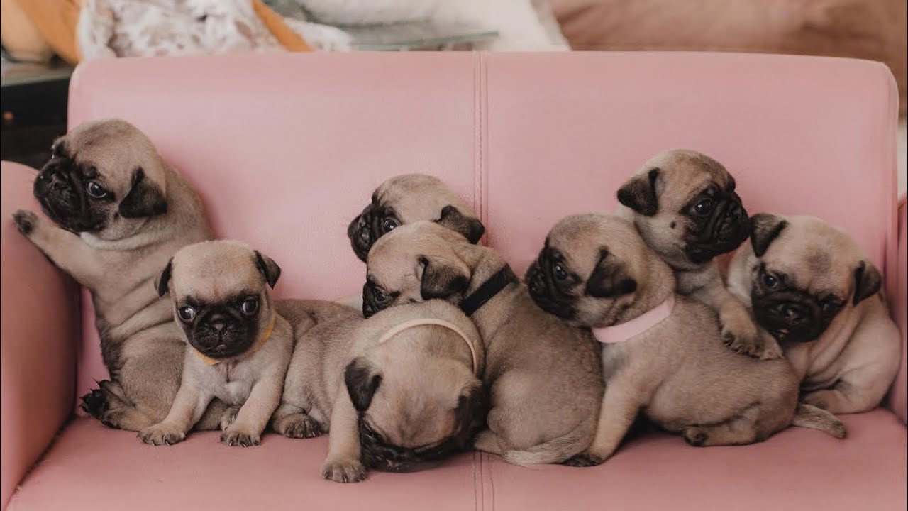 Cutest pug puppy compilation - adorable puppies - mama pug and babies ...