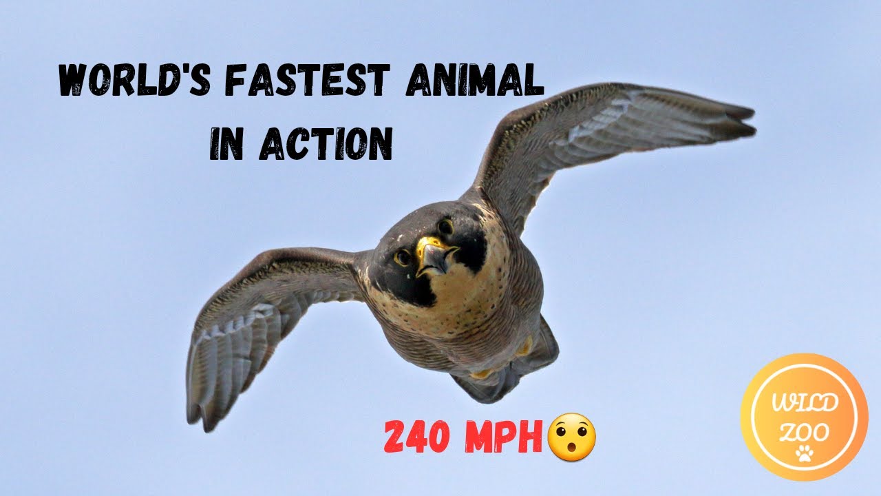 Watch the World's Fastest Animal in Action: Peregrine Falcon's ...