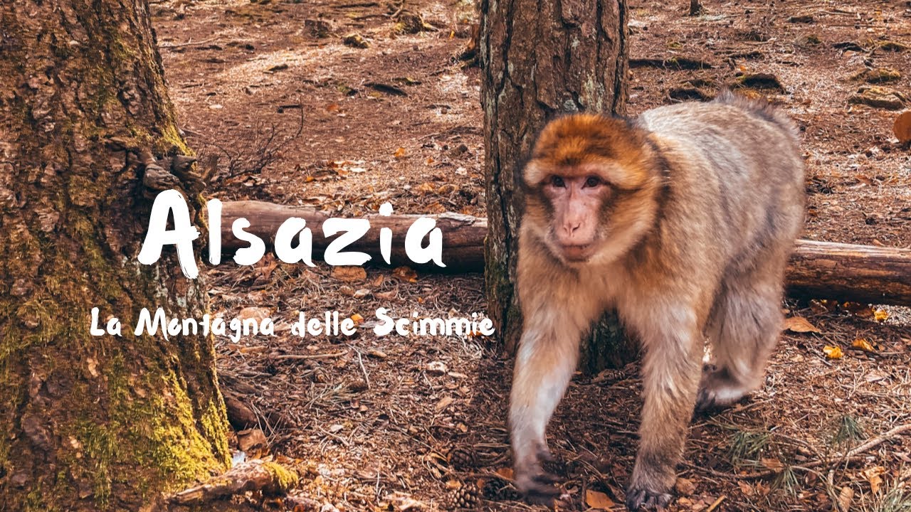 La Montagna delle Scimmie - Un'esperienza per tutta la famiglia in ...