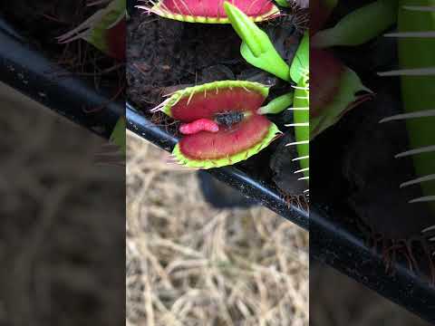 🇺🇸 CARNIVOROUS PLANT - USA 🇺🇸 #plants  #biology  #insects  #calm  #nature