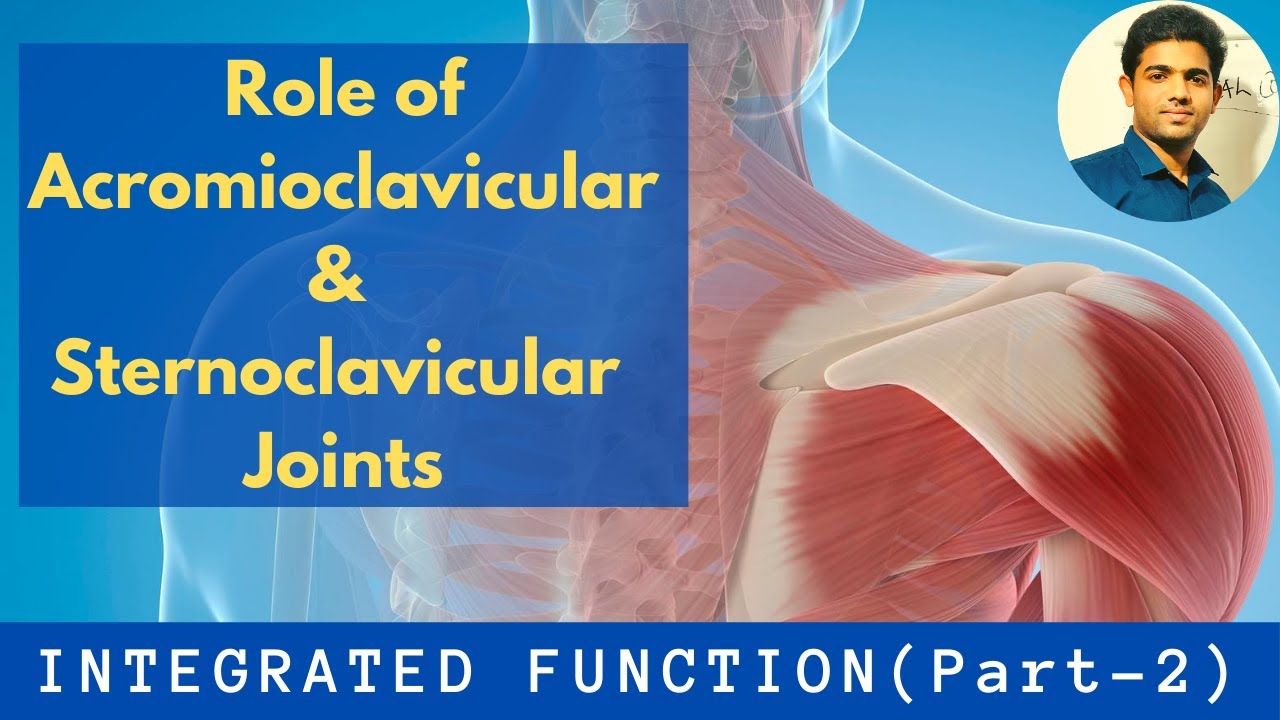 INTEGRATED FUNCTION AT SHOULDER# Role of Acromioclavicular ...