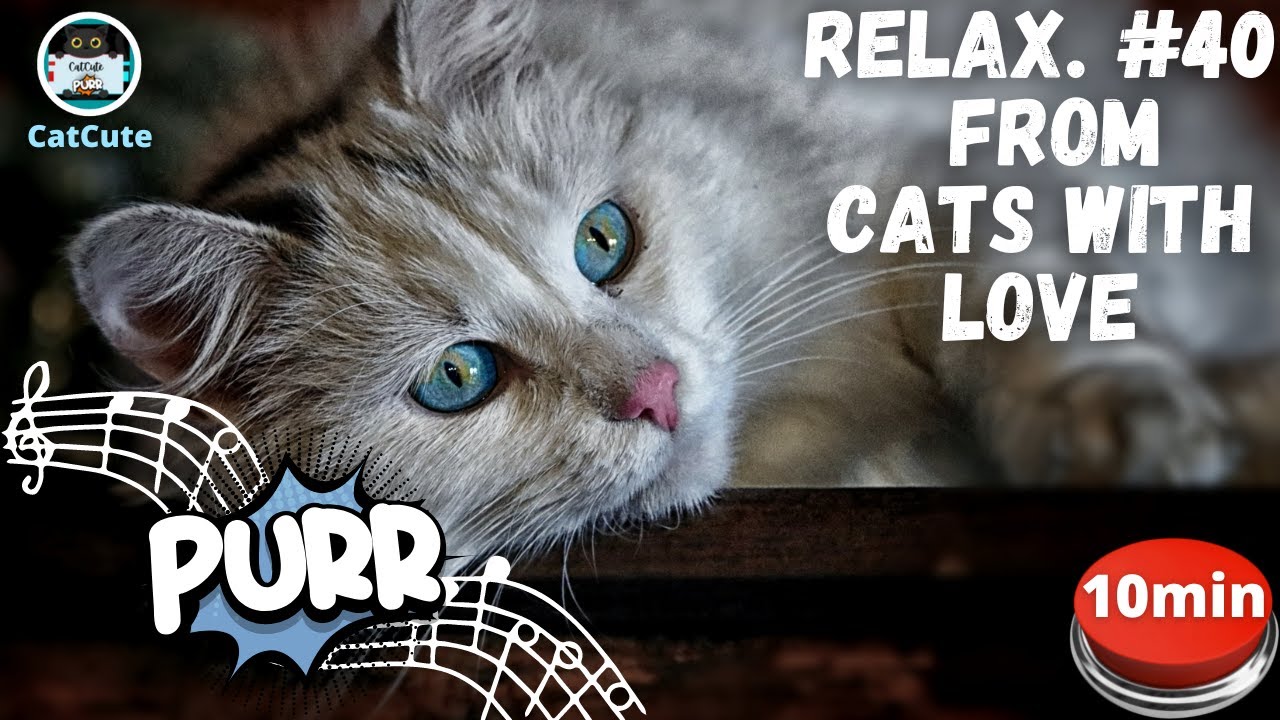Cute Cat 😽Cat Relaxing to Calm Cute😽Cat Relaxing to Calm Music 🐈Cat ...