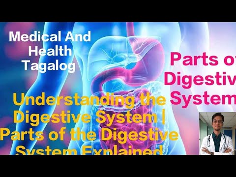 Understanding the Digestive System | Parts of the Digestive System ...
