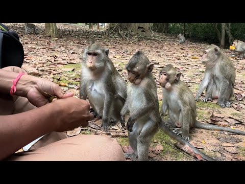 So cute! Baby monkey Amelia Anna Family come to get food | @LaBuBuMonkeysTV855 
