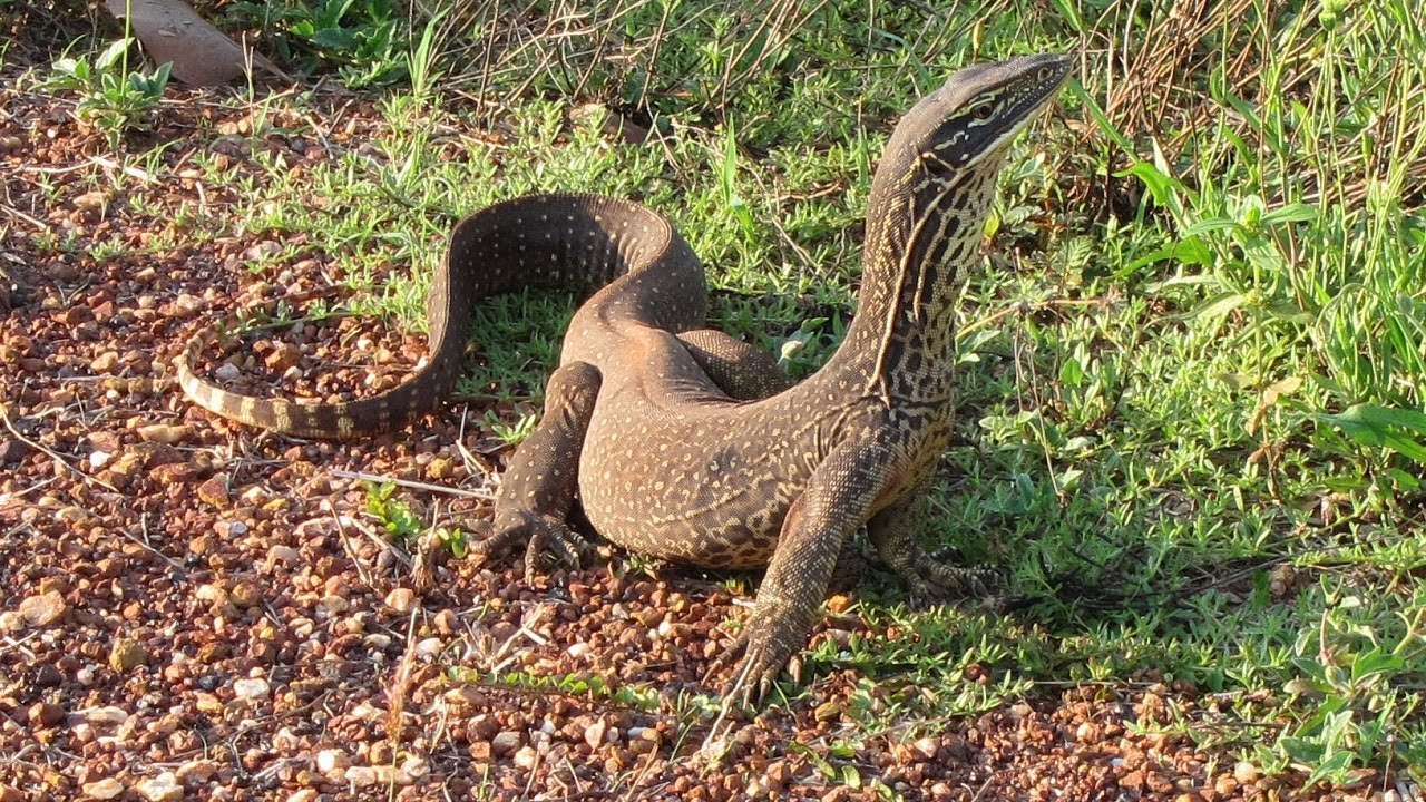 ARGUS MONITOR #Varanus panoptes - YouTube