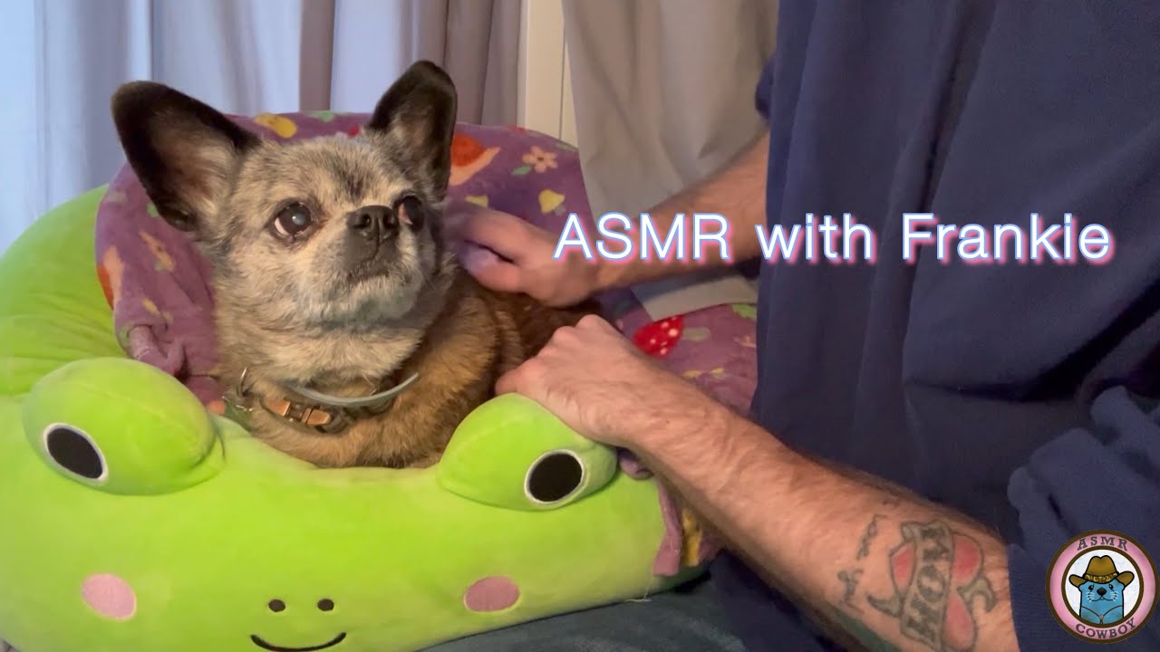 DOG ASMR | Petting Frankie (+asking to pet him with items until he ...