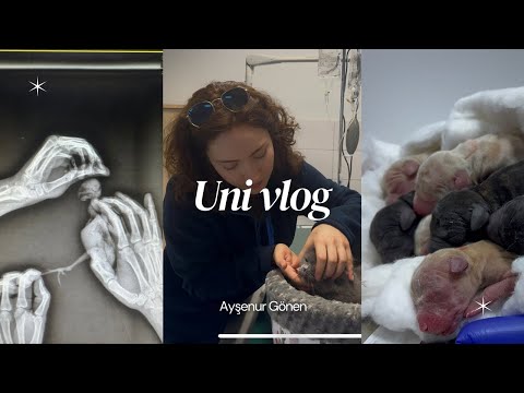 Veteriner Fakültesi Vlog | Son sınıf vet öğrencisi olarak günlerim 🫠