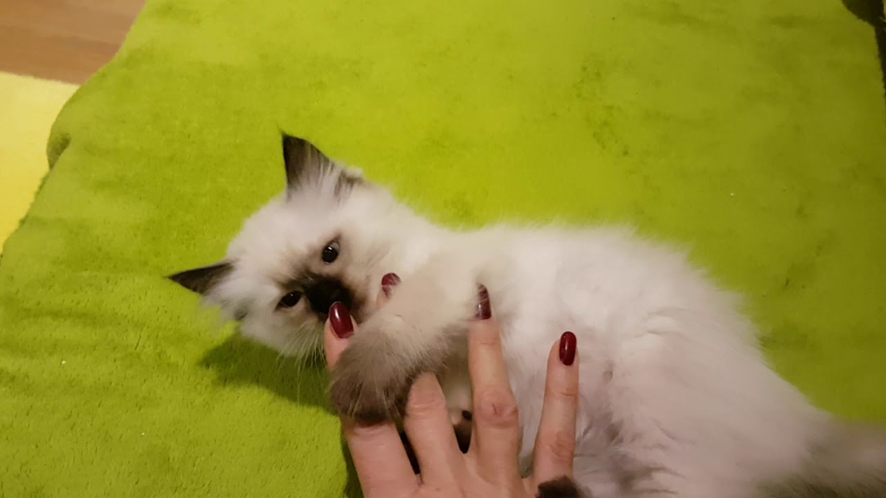 Ragdoll kitten Maya-Malou - cute girl 9 weeks old.. - YouTube