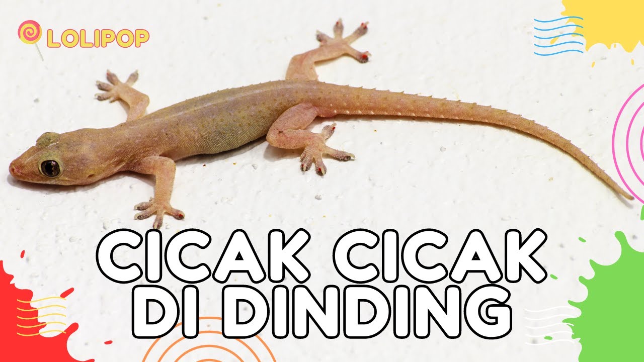 LAGU CICAK CICAK DI DINDING - LAGU ANAK INDONESIA - YouTube