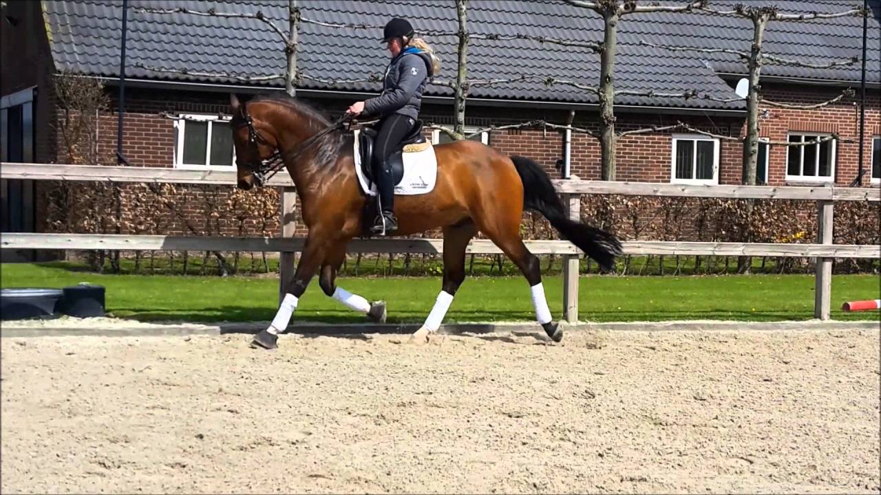 10 years old dressage horse (Flemmingh x Zeoliet) - YouTube