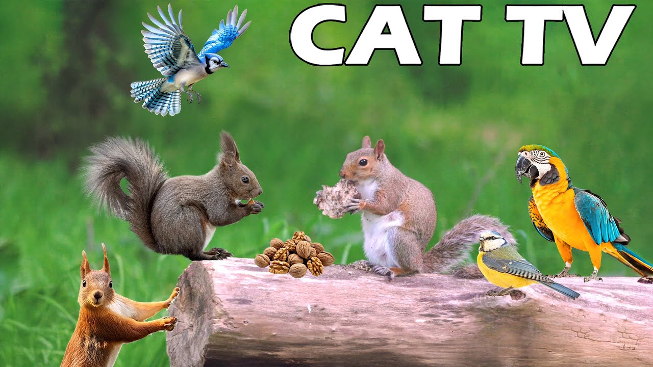 PETS TV 🐶😸 Cute Squirrel And Bird Enjoy Early Autumn Morning 🍂 Keep ...