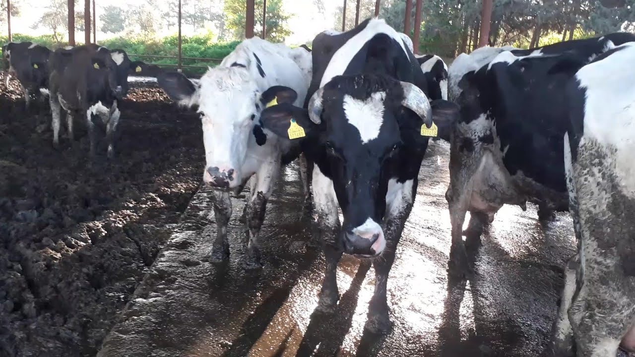 My dairy farm and milkong cows in cyprus//Turkish cow - YouTube