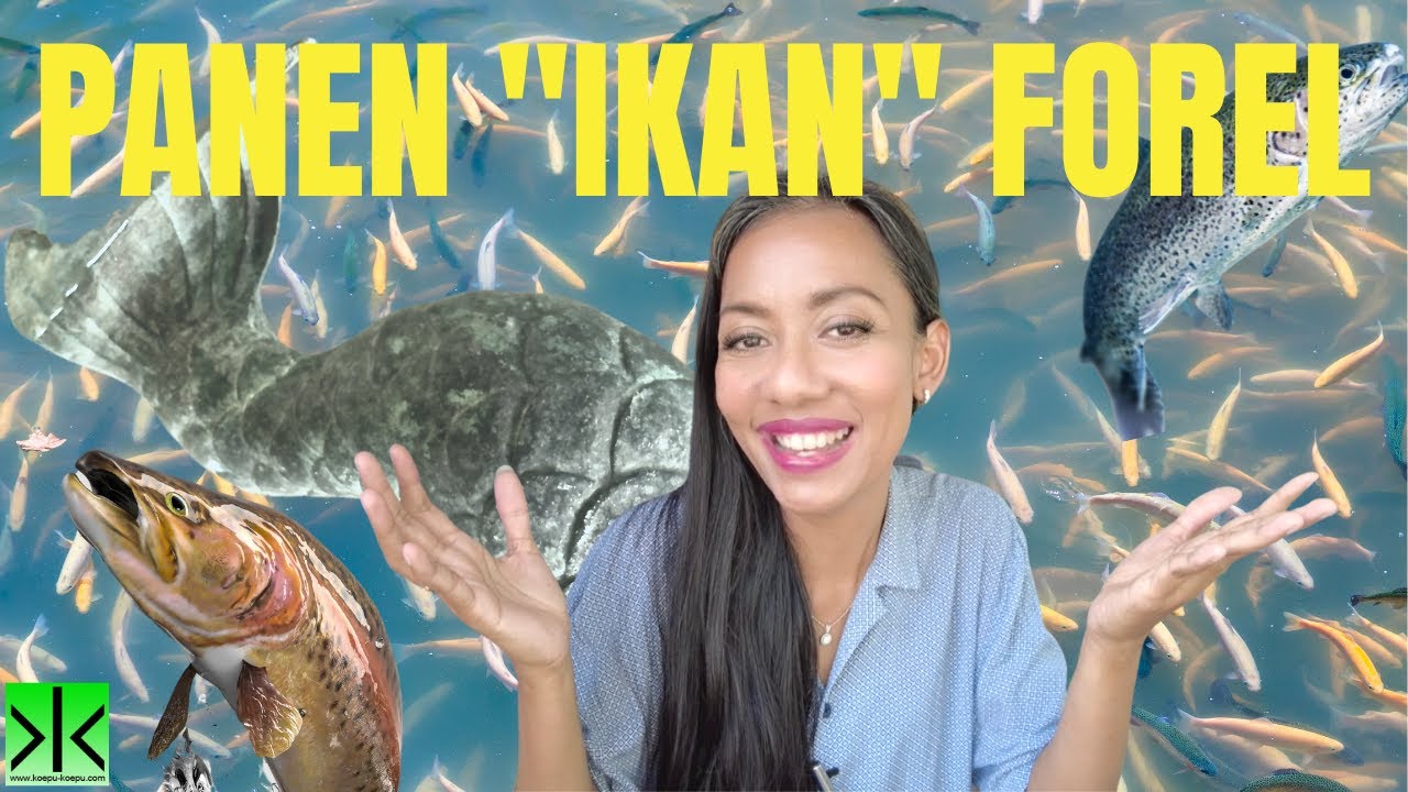 Panen Ikan FOREL Aquaponik Sederhana | Ikan Air Tawar - YouTube