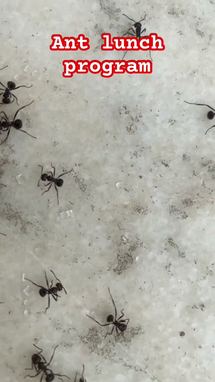 Ant lunch program#humanity#hollywood#bollywood - YouTube