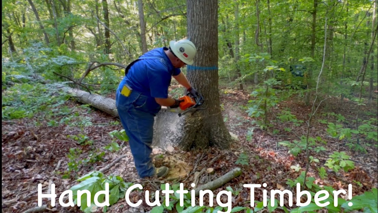 Selective hardwood timber thinning!! #104 - YouTube