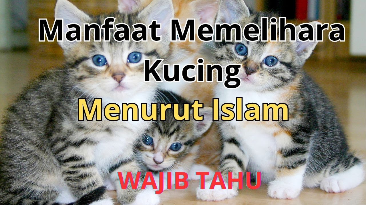 Manfaat Memelihara Kucing Menurut Islam - YouTube