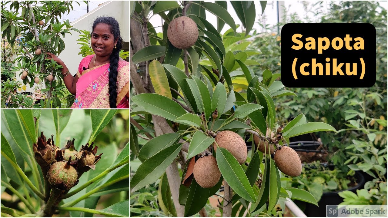 How to grow sapota on Terrace Garden (sapodila,chiku) |టెర్రేస్ ...