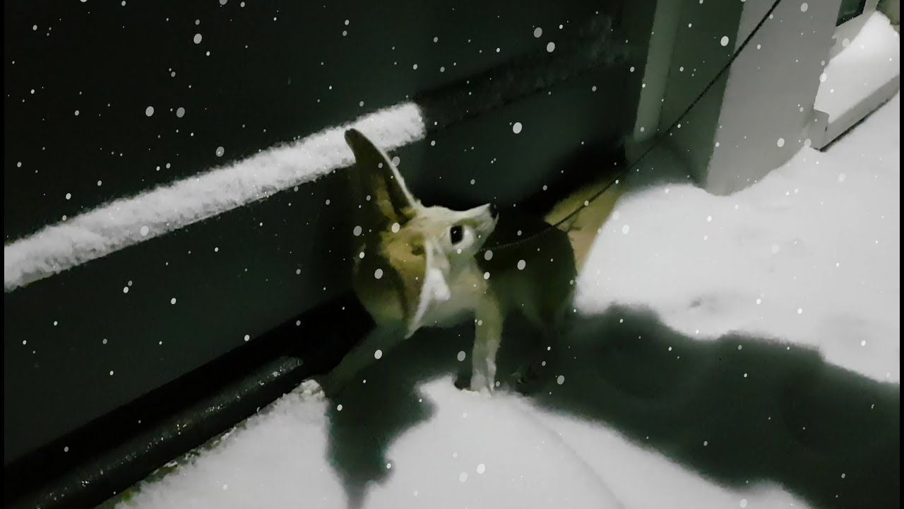 Desert Fennec Fox First Snow - YouTube