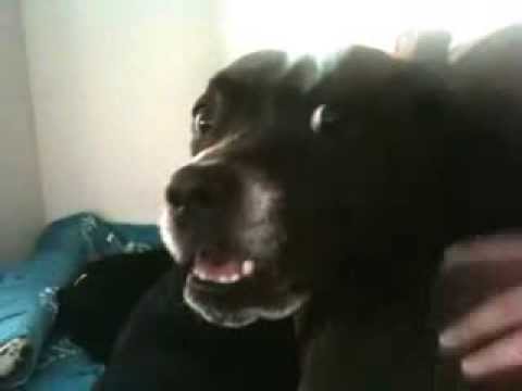 Very angry Staffordshire Bull Terrier - YouTube
