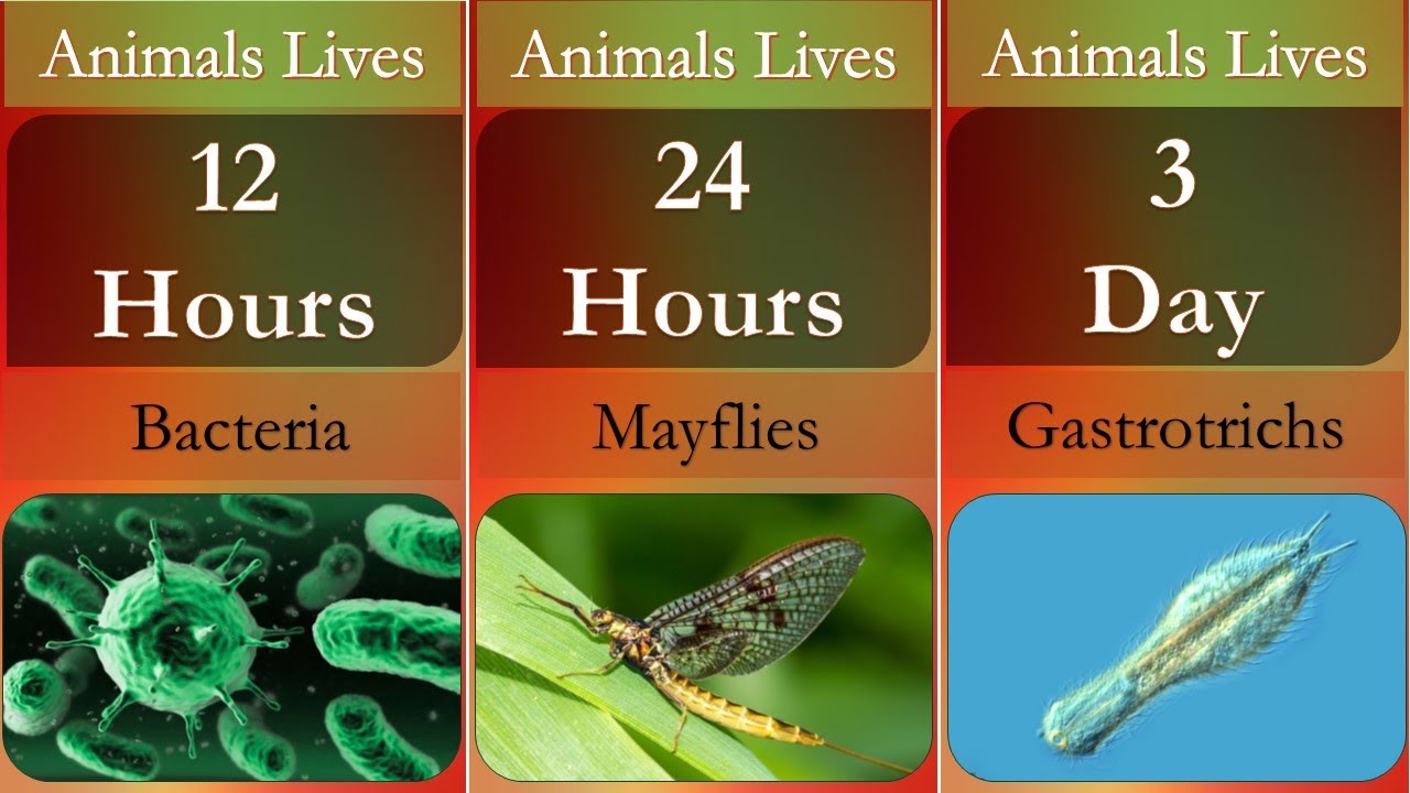 The Short and Long Lives of Animals - YouTube