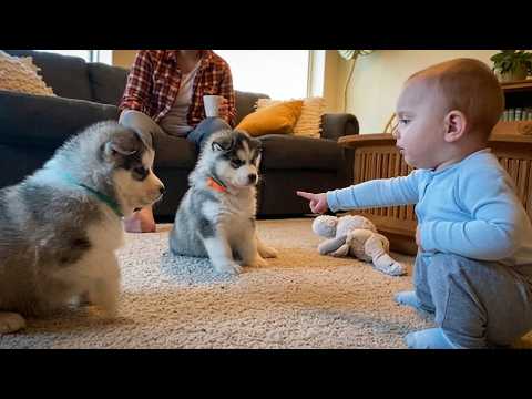 Simply Adorable 🥰 Baby and Dogs Friendship, Sweet Moments That Warm The Heart ❤️🐶