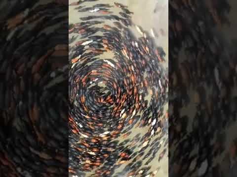 At doğum yaparken diğer atlar korumak için böyle yaparmış