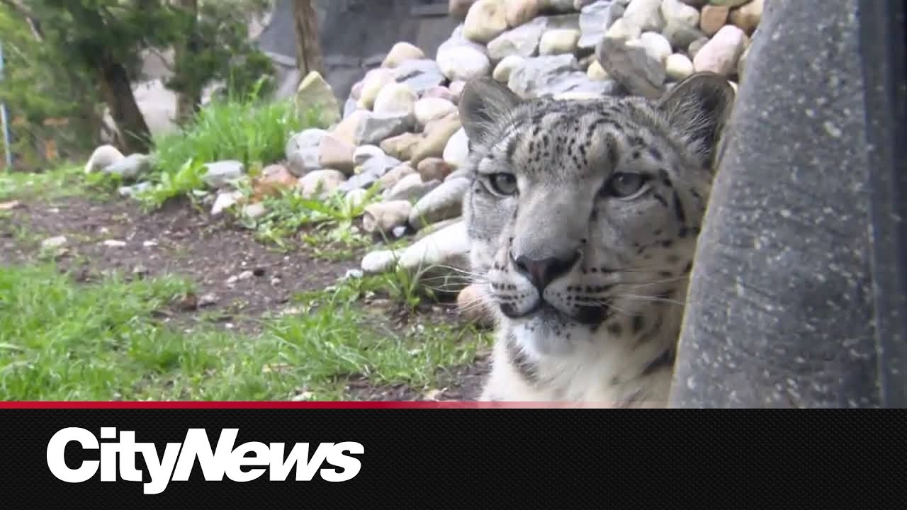 Snow leopards expecting spring baby - YouTube